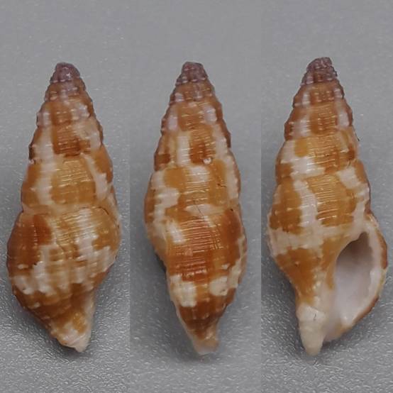 shellauction.net :: Prodotia lannumi - 3666195