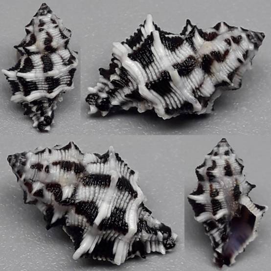 shellauction.net :: Thais sp. - 3666212