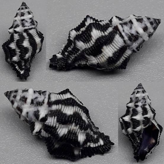 shellauction.net :: Thais sp. - 3666213