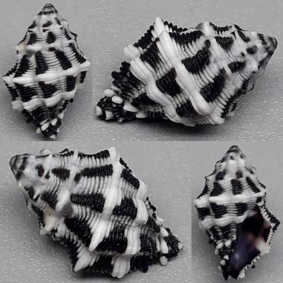 shellauction.net :: Thais sp. - 3666214