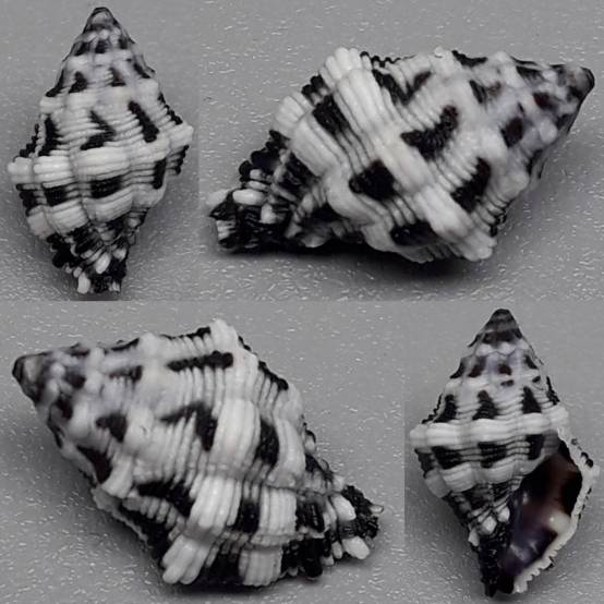 shellauction.net :: Thais sp. - 3666215