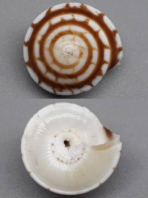 shellauction.net :: Architectonica sp. - 3666320