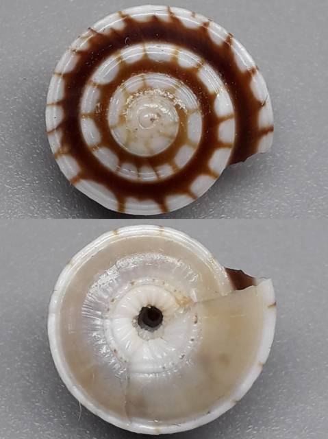 shellauction.net :: Architectonica sp. - 3666322