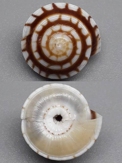 shellauction.net :: Architectonica sp. - 3666323