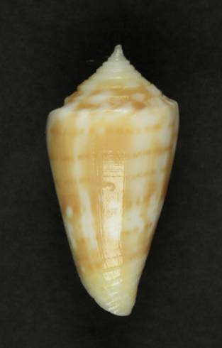 shellauction.net :: Conus flavescens - 3666324