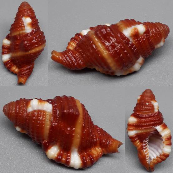 shellauction.net :: Cymatium rubeculum - 3666375