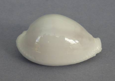 shellauction.net :: Naria eburnea - 3666557