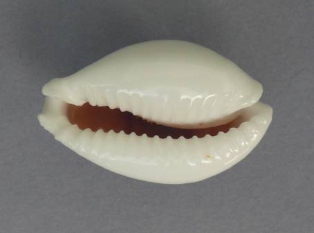 shellauction.net :: Naria eburnea - 3666557