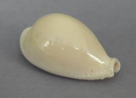 shellauction.net :: Naria eburnea - 3666558