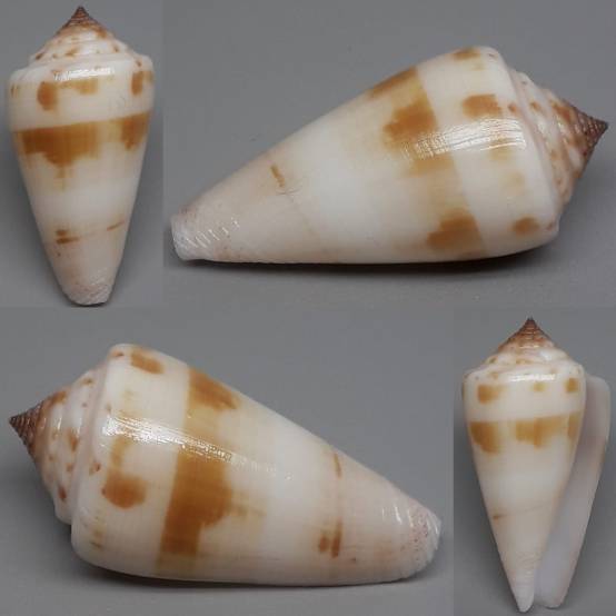 shellauction.net :: Conus consors - 3666576