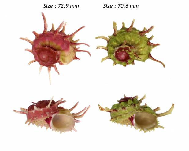 shellauction.net :: Angaria sphaerula - 3666597