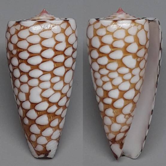 shellauction.net :: Conus sp. - 3666665