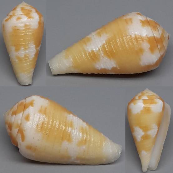 shellauction.net :: Conus pertusus - 3666667