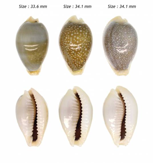 shellauction.net :: Naria miliaris - 3666719