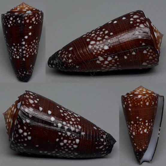 shellauction.net :: Conus nobilis victor - 3666734
