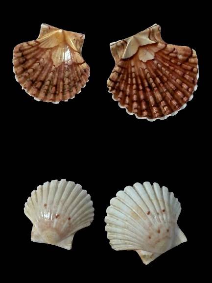 shellauction.net :: Pecten jacobaeus - 3666787