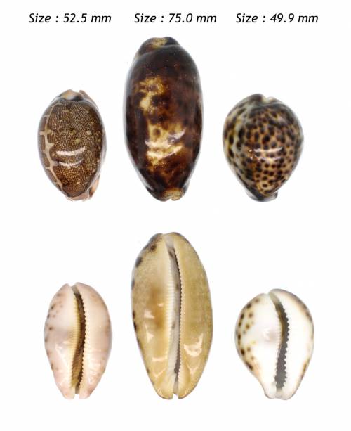 shellauction.net :: Cypraea mappa testudinaria tigris - 3666838