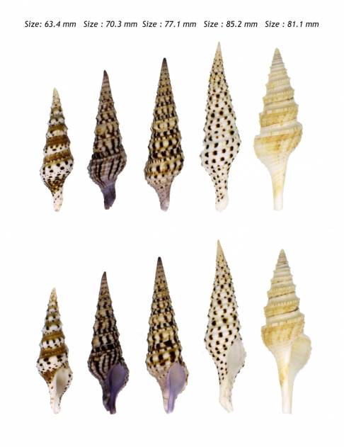 shellauction.net :: Turris miscellaneous species - 3666841