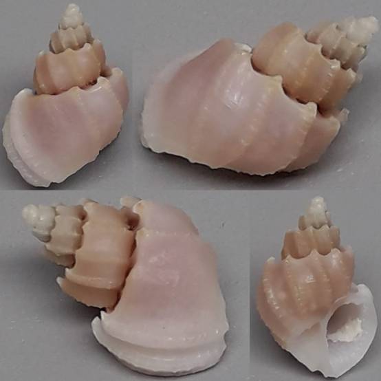 shellauction.net :: Scalptia sp. - 3666853