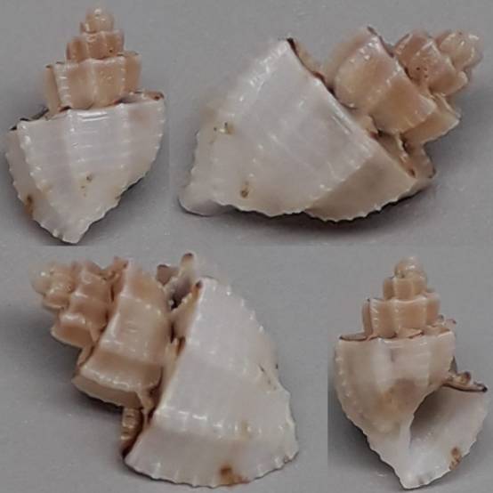 shellauction.net :: Scalptia sp. - 3666856