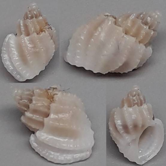 shellauction.net :: Scalptia sp. - 3666857