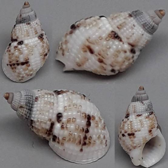 shellauction.net :: Nassarius sp. - 3666868