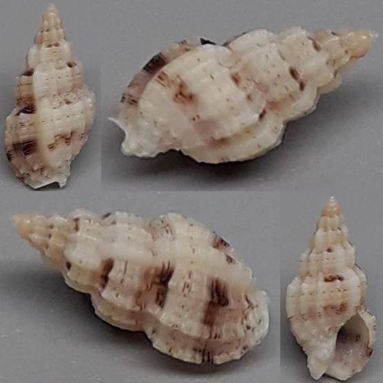 shellauction.net :: Phos roseatus - 3666871