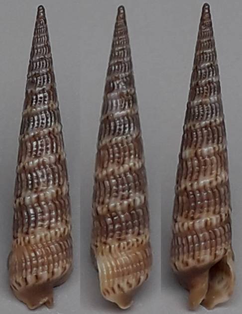 shellauction.net :: Terebra sp. - 3666902