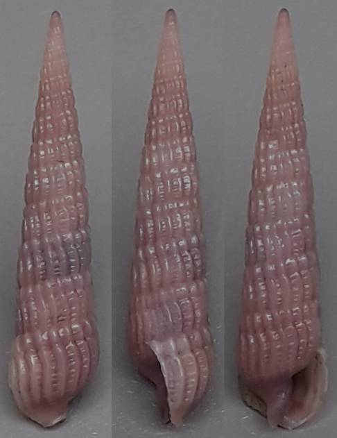 shellauction.net :: Terebra sp. - 3666903