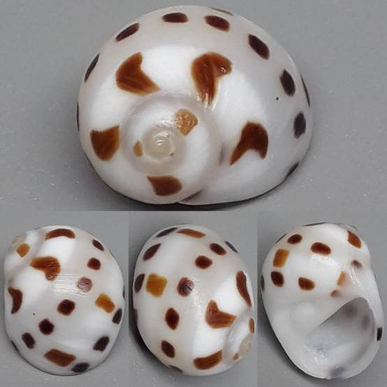 shellauction.net :: Natica sp. - 3666912