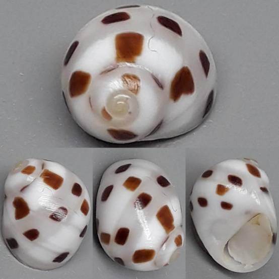 shellauction.net :: Natica sp. - 3666913