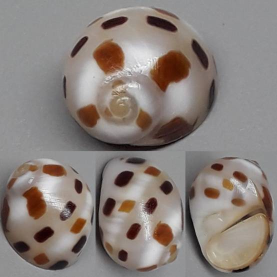 shellauction.net :: Natica sp. - 3666914