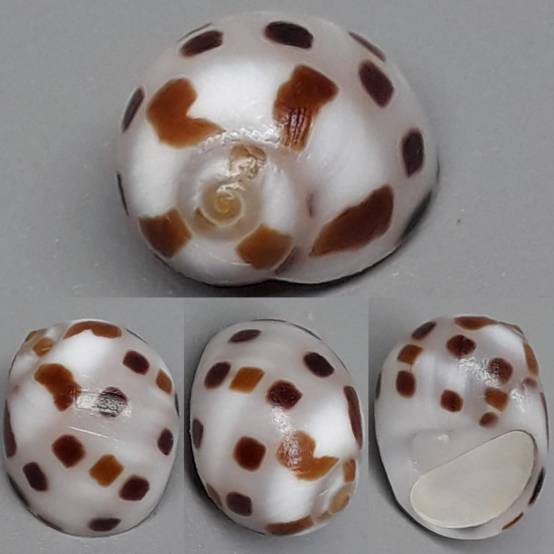 shellauction.net :: Natica sp. - 3666915