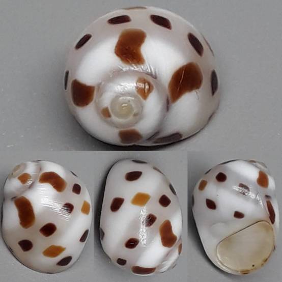 shellauction.net :: Natica sp. - 3666916