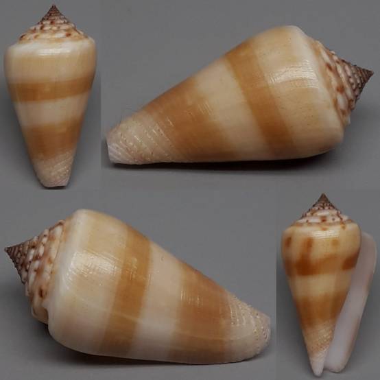 shellauction.net :: Conus consors - 3666934