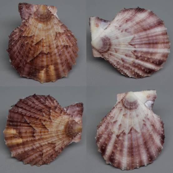 shellauction.net :: Chlamys sp. - 3666971