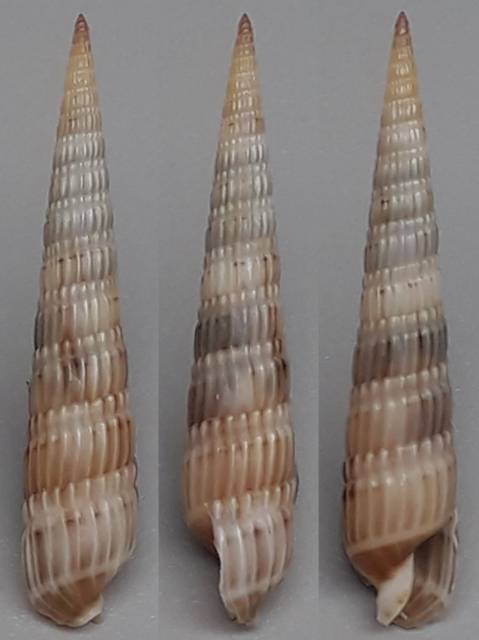 shellauction.net :: Terebra sp. - 3667155