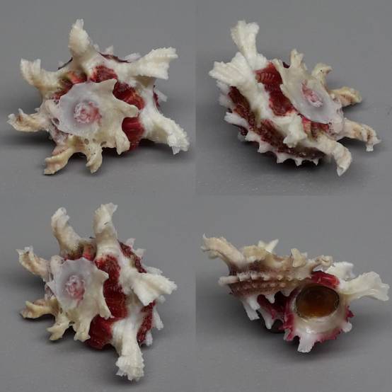 shellauction.net :: Angaria formosa - 3667163