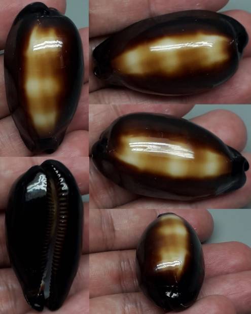 shellauction.net :: Talparia talpa - 3667272