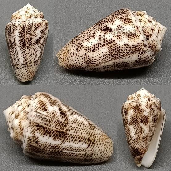 shellauction.net :: Conus arenatus - 3667295