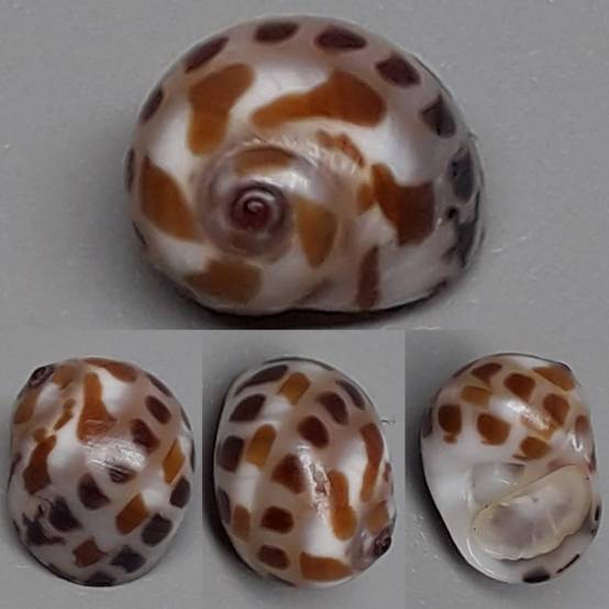 shellauction.net :: Natica sp. - 3667331