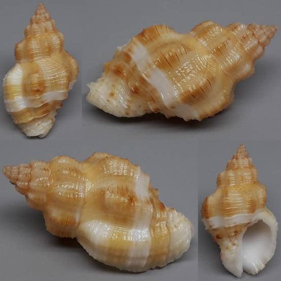 shellauction.net :: Pollia fumosa - 3667378