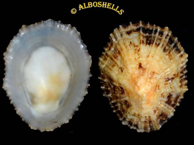 shellauction.net :: Patella ulyssiponensis - 3667519