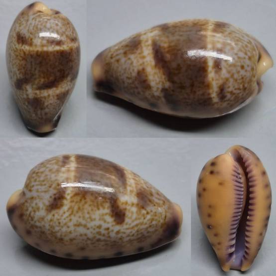 shellauction.net :: Contradusta walkeri - 3667549