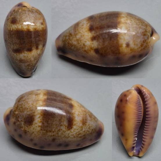 shellauction.net :: Contradusta walkeri - 3667559