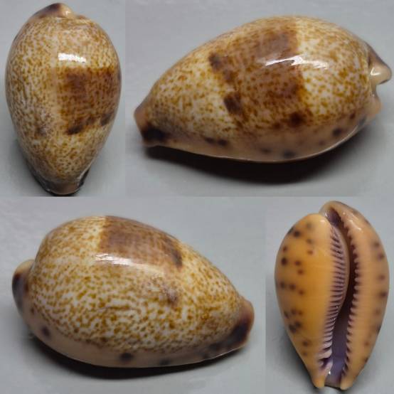 shellauction.net :: Contradusta walkeri - 3667560