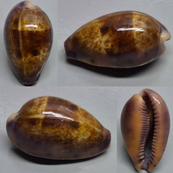 shellauction.net :: Contradusta walkeri - 3667561