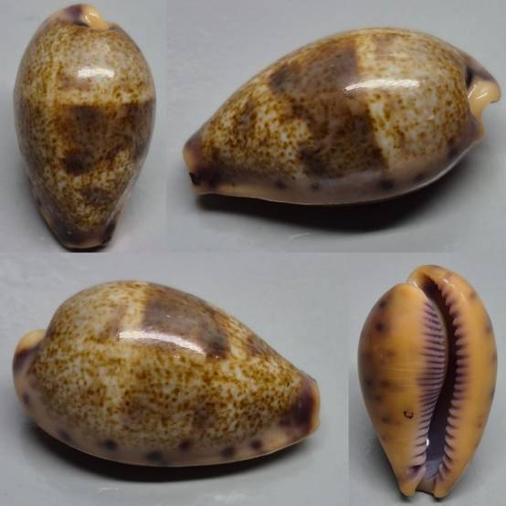 shellauction.net :: Contradusta walkeri - 3667564