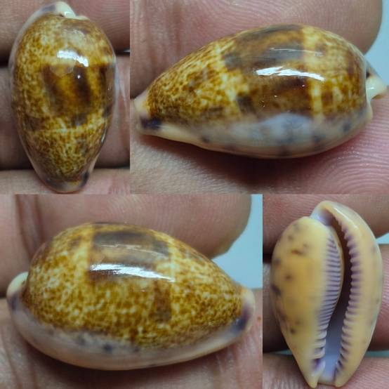 shellauction.net :: Contradusta walkeri - 3667566