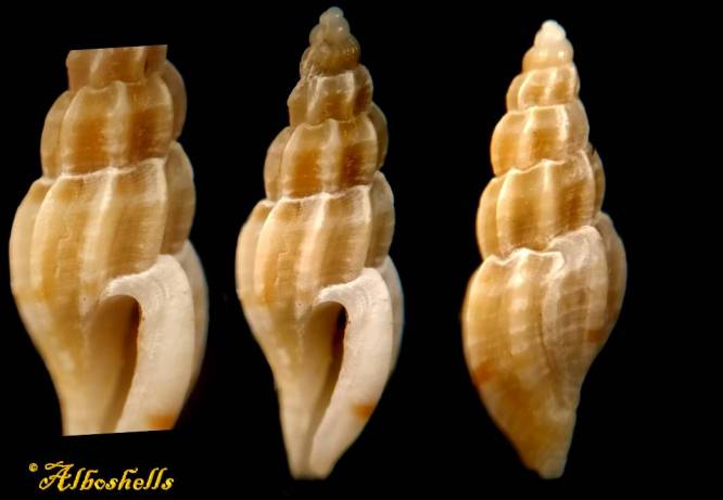 shellauction.net :: Mangelia costata - 3667611